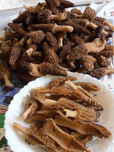 Morilles 2013 : prêt pour la saison ? - Terra Morchellarum