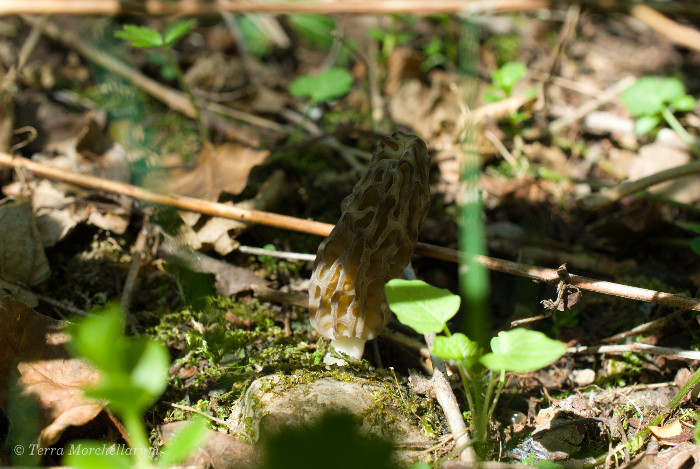 Un petit résumé de mes sorties aux morilles - Terra Morchellarum