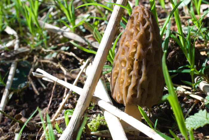 Morilles 2013 : récolte du dimanche 14 avril - Terra Morchellarum