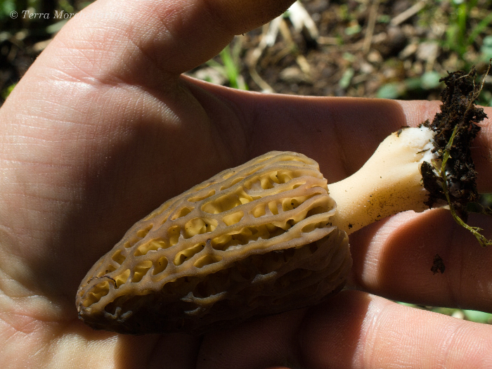 Morilles 2013 : récolte du dimanche 14 avril - Terra Morchellarum