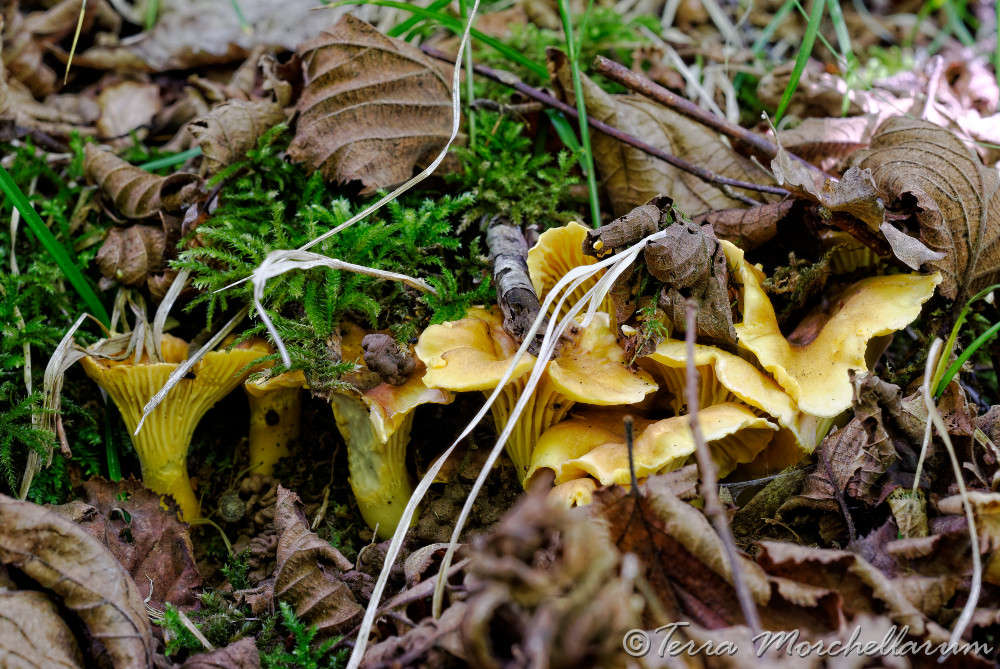 Girolles : la vie en jaune ! - Terra Morchellarum