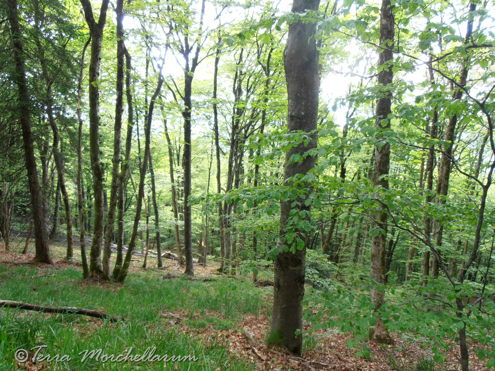 Une balade en montagne avec le Tour de France ? - Terra Morchellarum