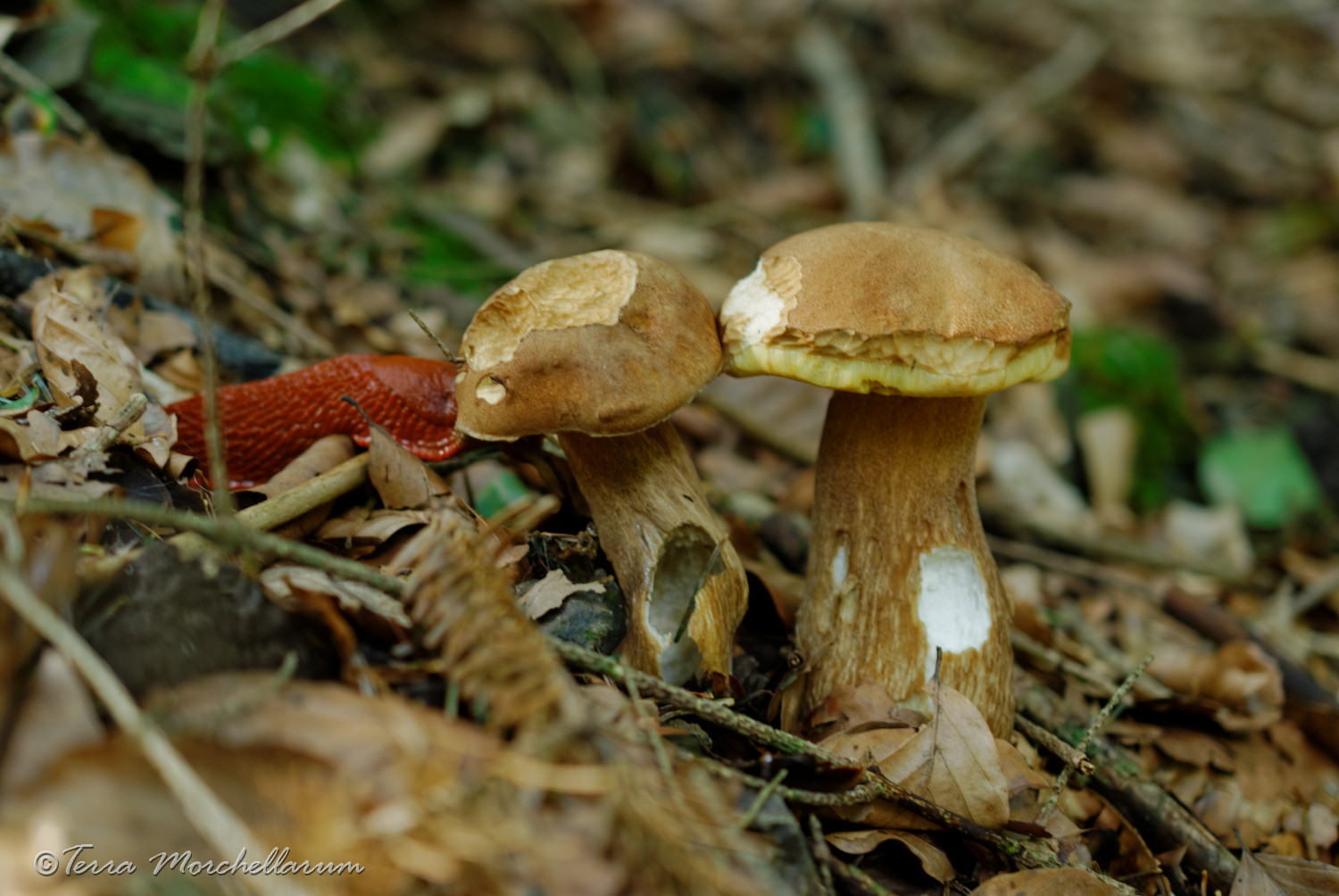 Cèpes d'été en été ! - Terra Morchellarum