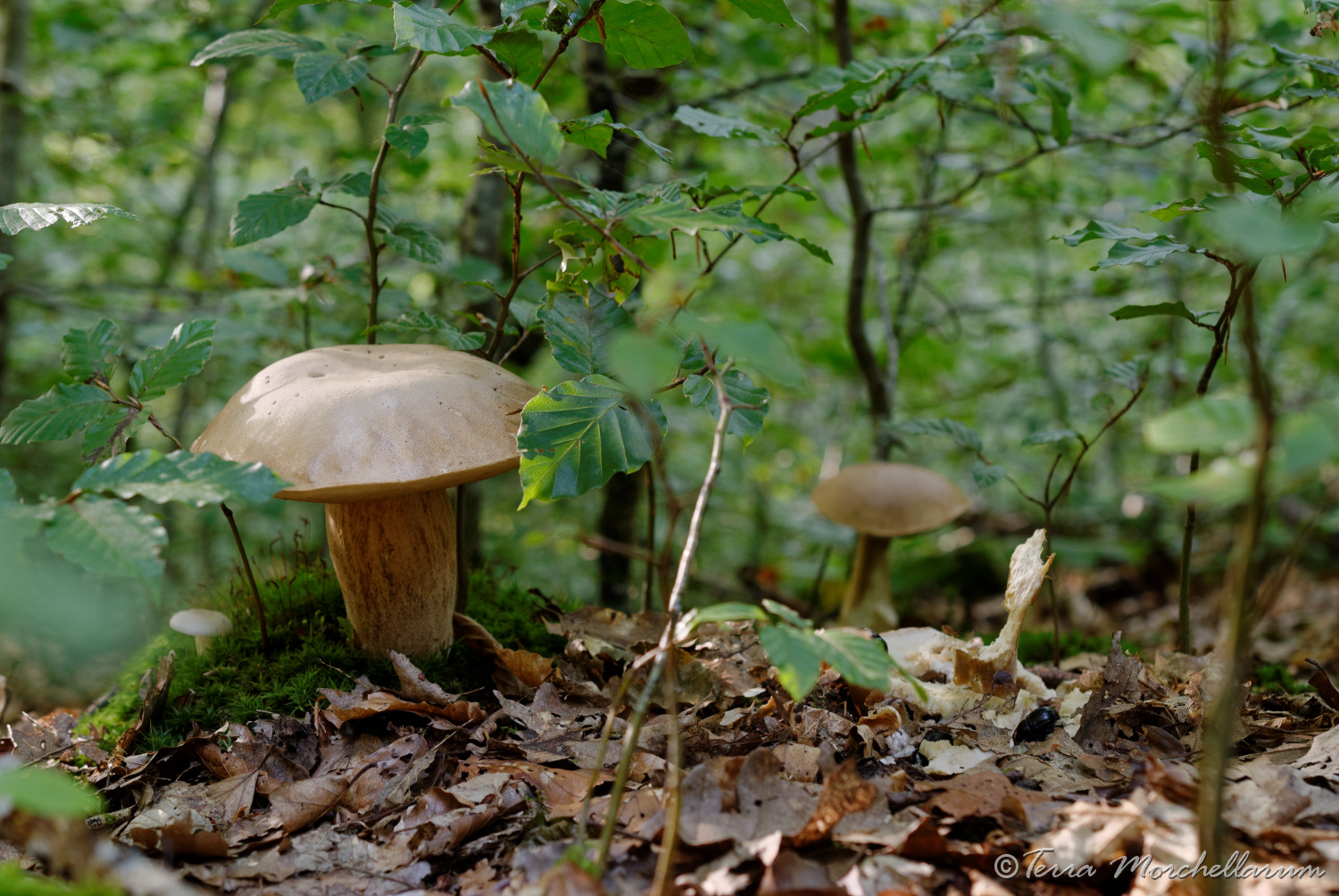 Cèpes d'été en été ! - Terra Morchellarum