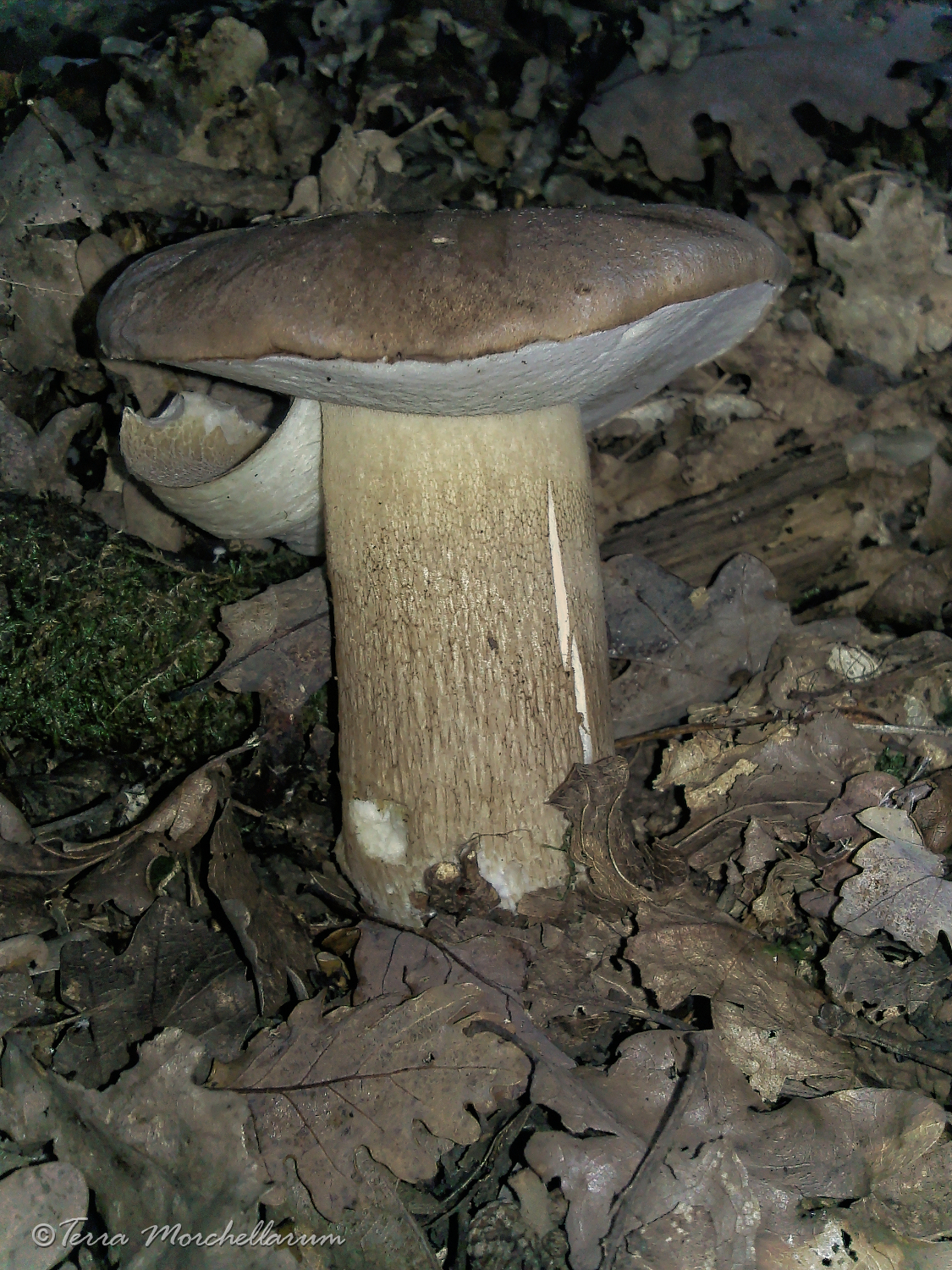 De jolis cèpes en Charente - Terra Morchellarum