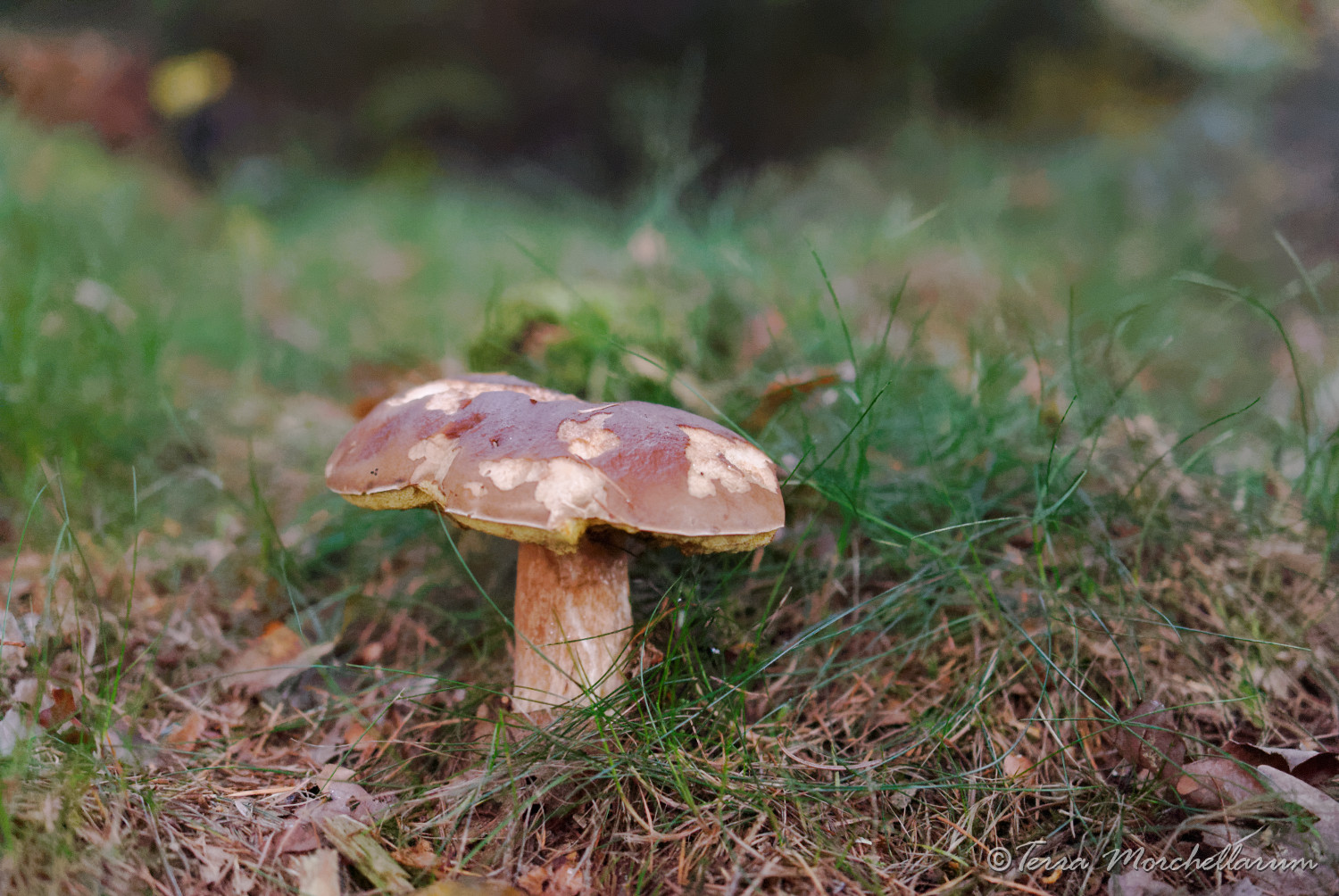 Cèpes franc-comtois - Terra Morchellarum