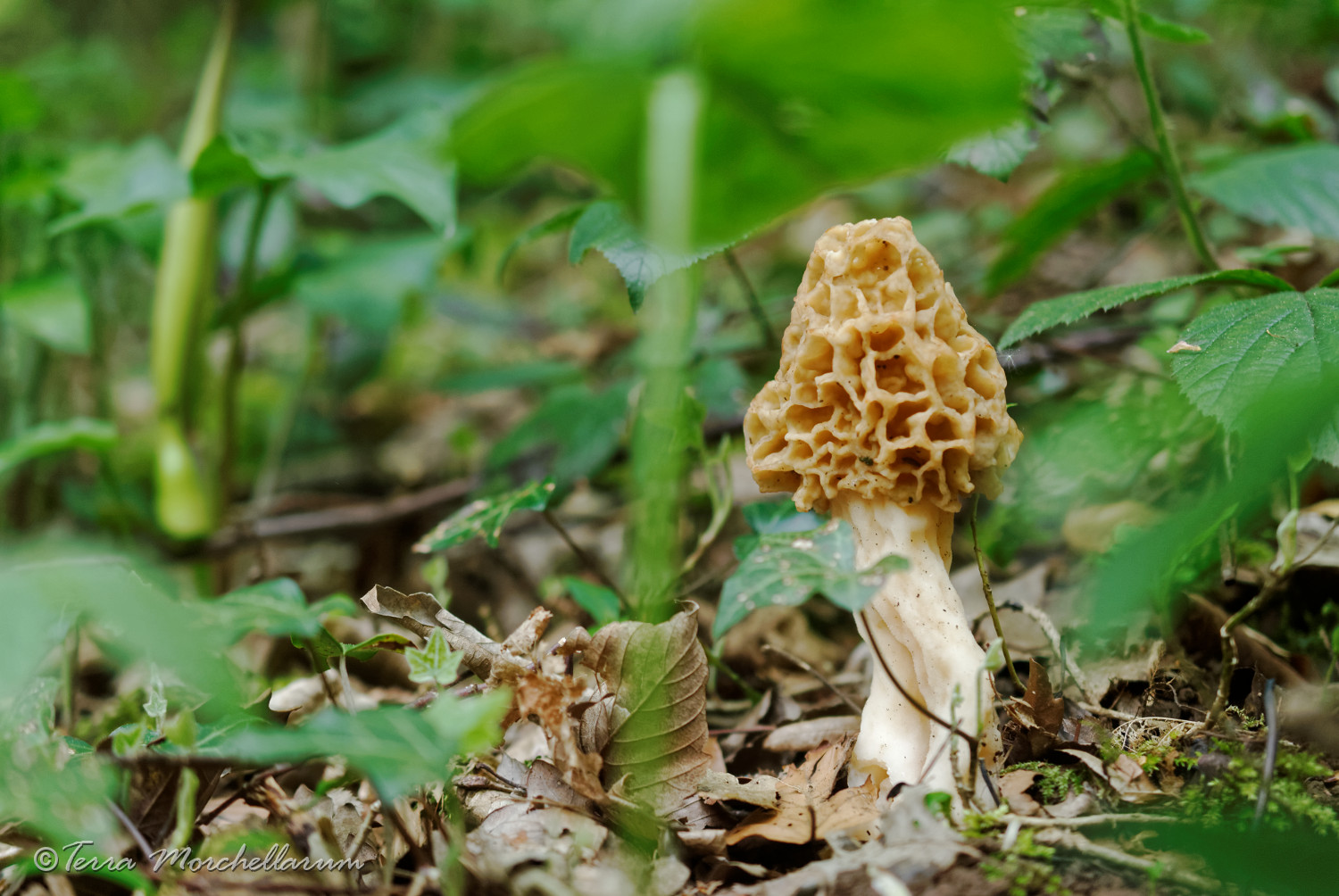 Morilles 2015 : début de saison - Terra Morchellarum
