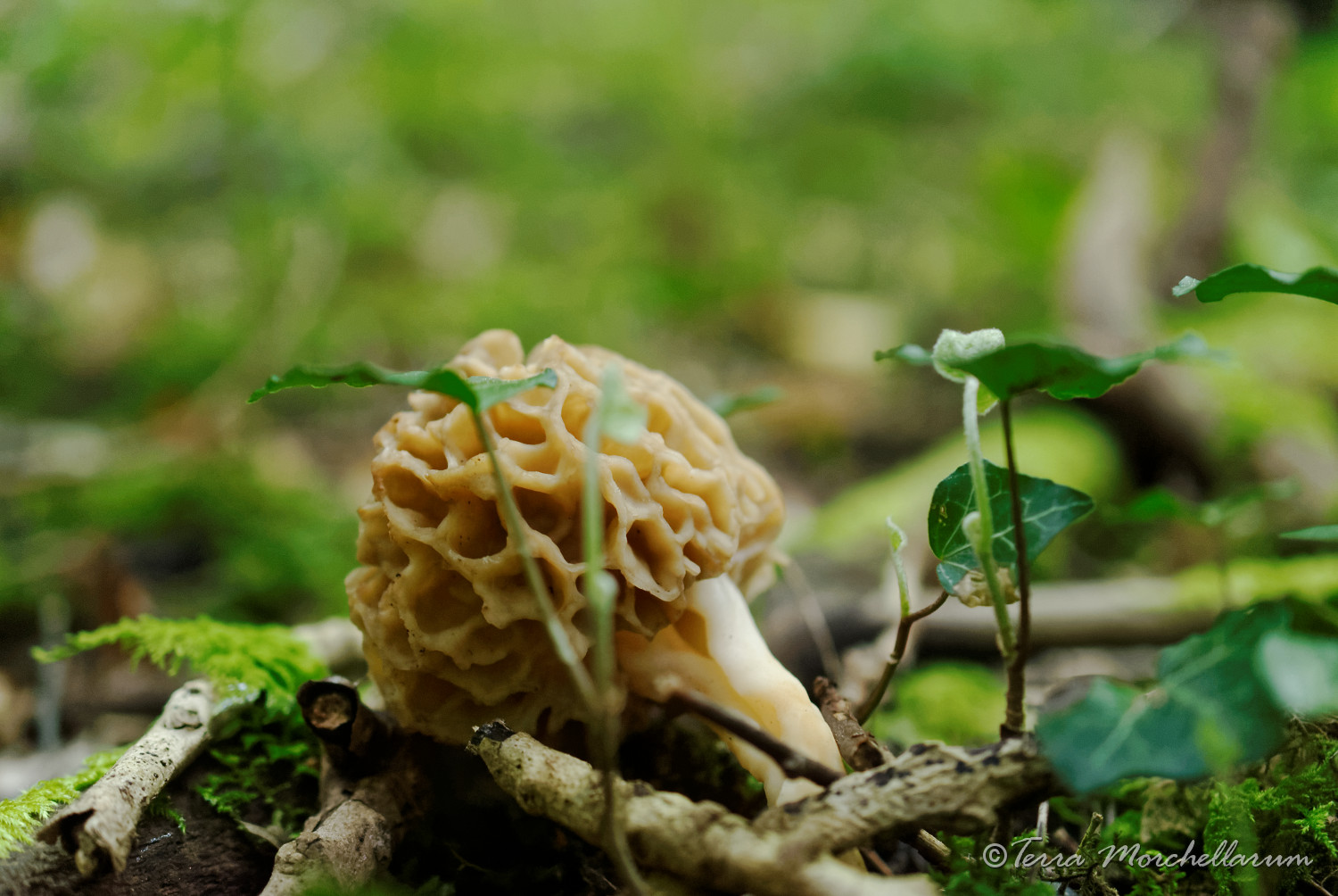 Morilles 2015 : début de saison - Terra Morchellarum