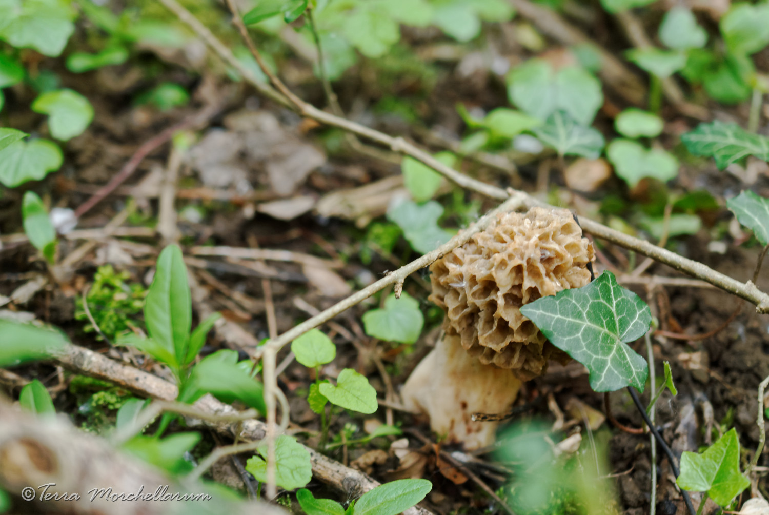 Morilles 2015 : début de saison - Terra Morchellarum