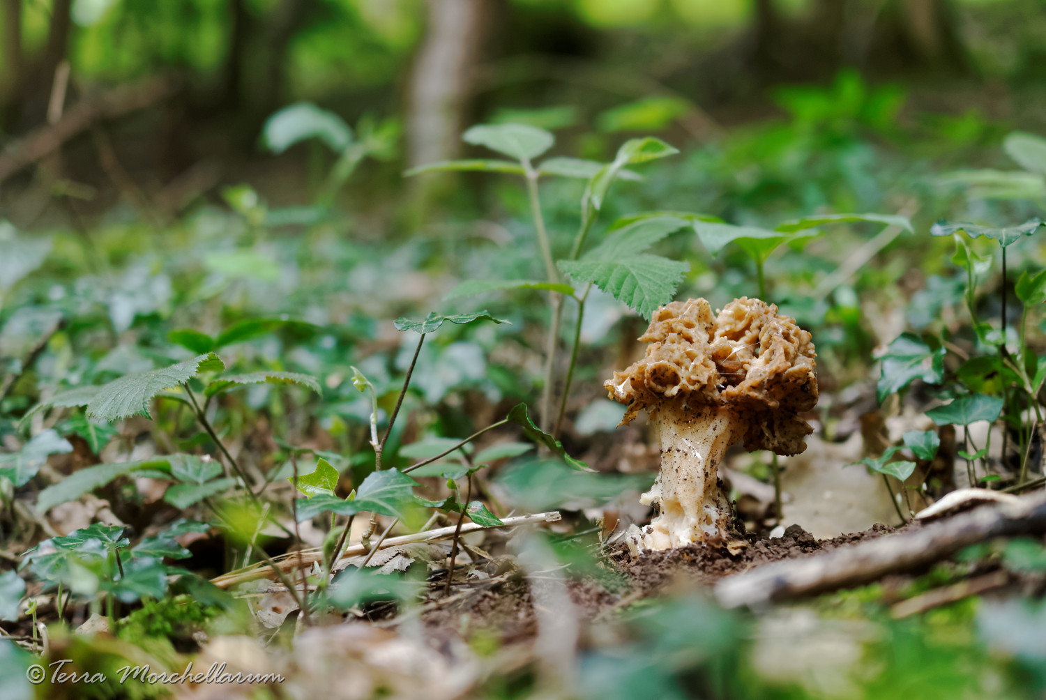 Morilles 2015 : début de saison - Terra Morchellarum
