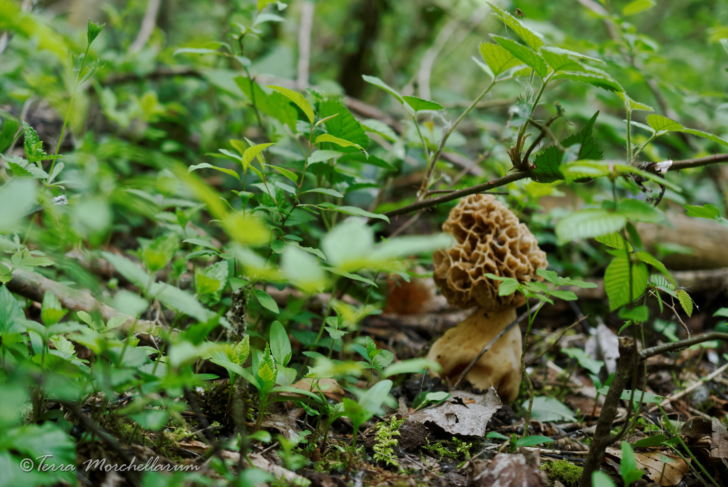 Morilles 2015 : début de saison - Terra Morchellarum