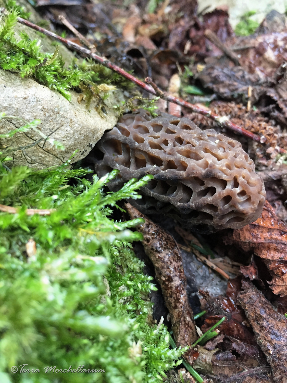 morille conique Archives - Terra Morchellarum