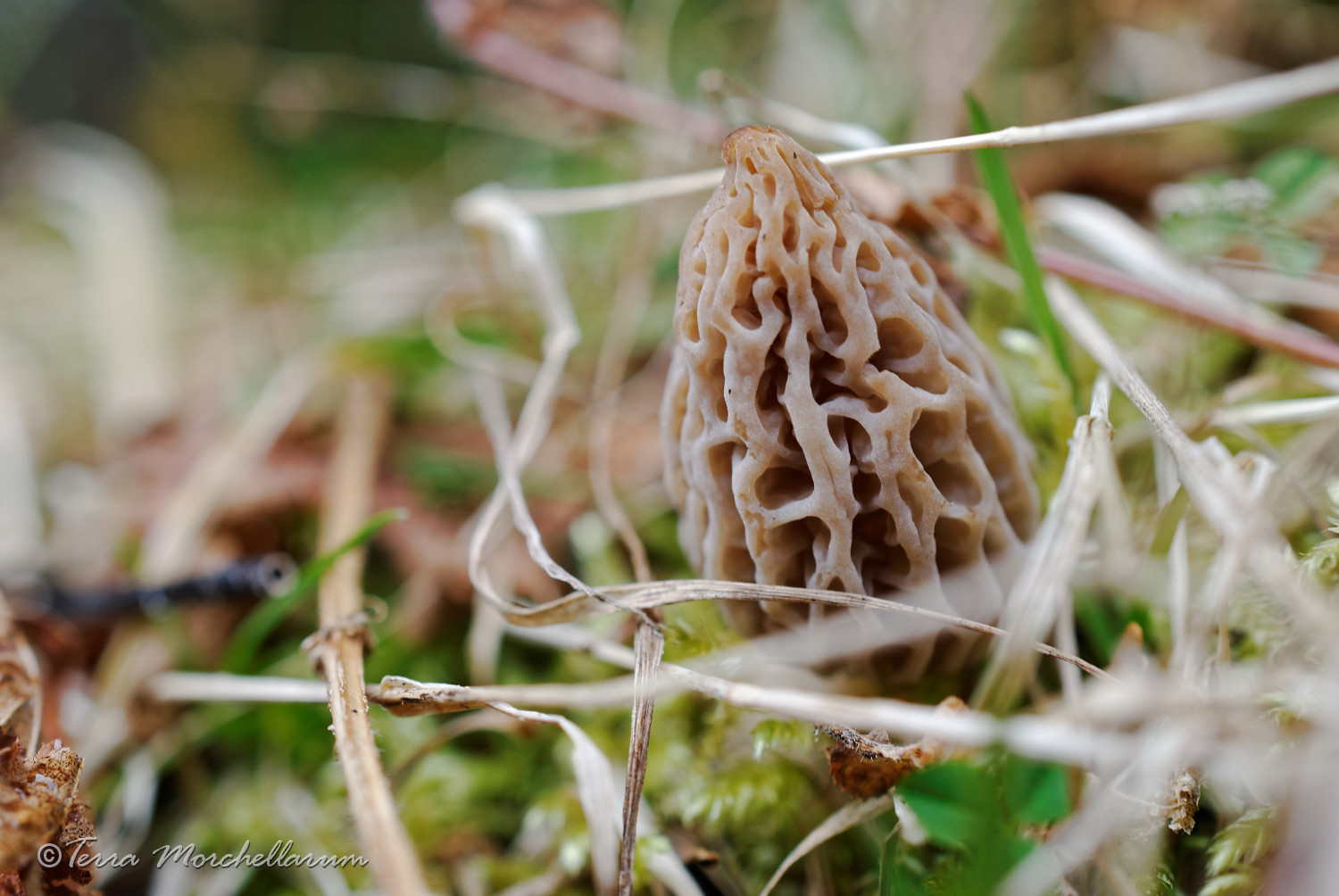 morille Archives - Terra Morchellarum