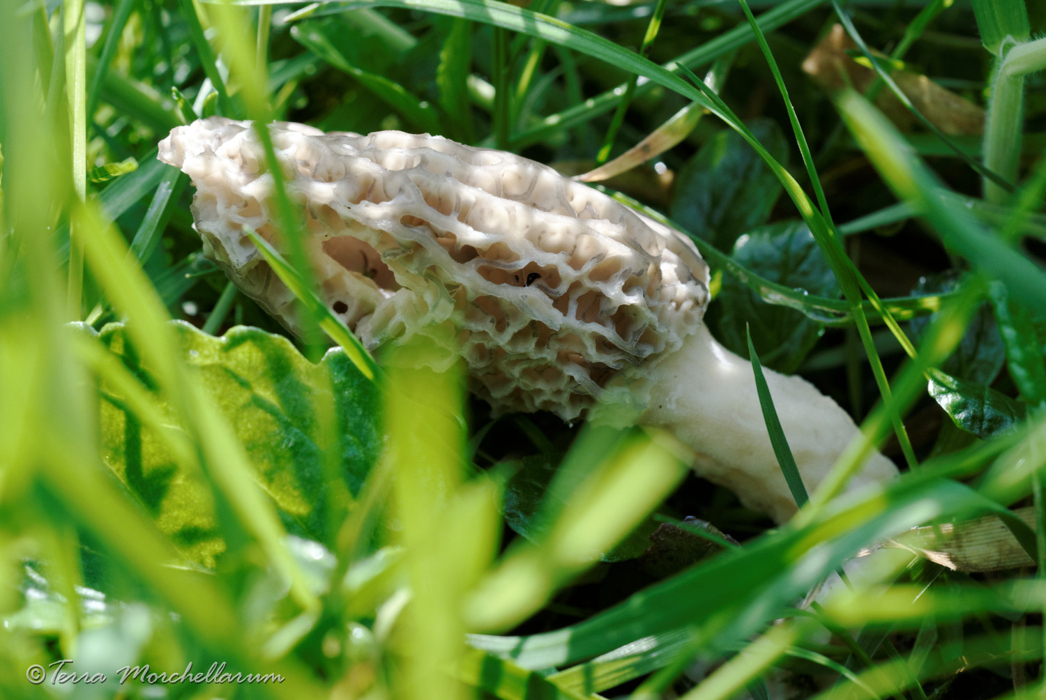 Morilles 2016 : début de saison - Terra Morchellarum