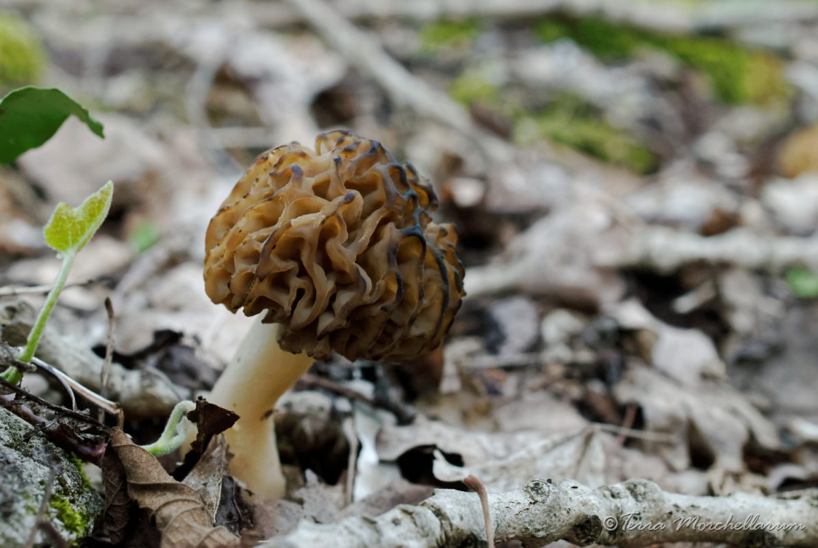 Morilles 2016 : début de saison - Terra Morchellarum