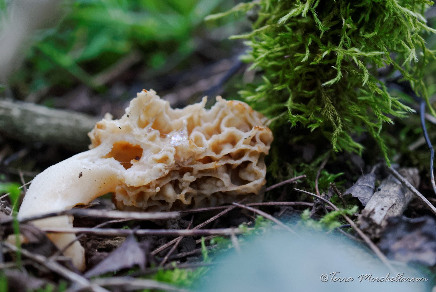 Morilles 2016 : début de saison - Terra Morchellarum