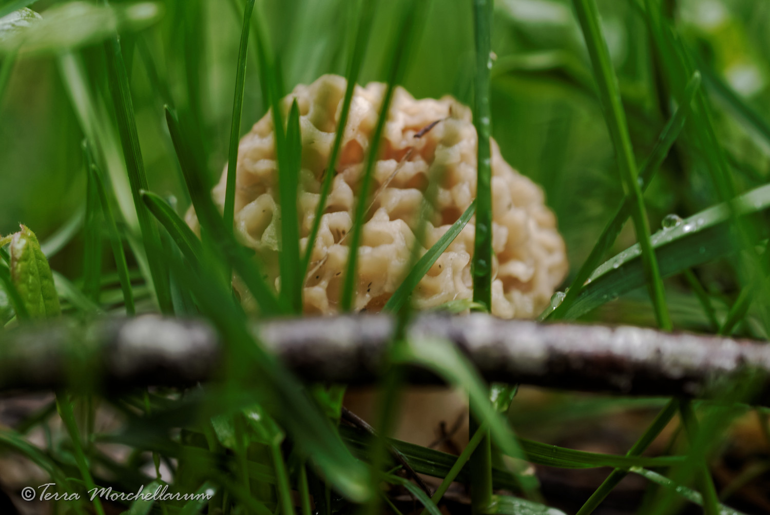 Morilles 2016 : début de saison - Terra Morchellarum