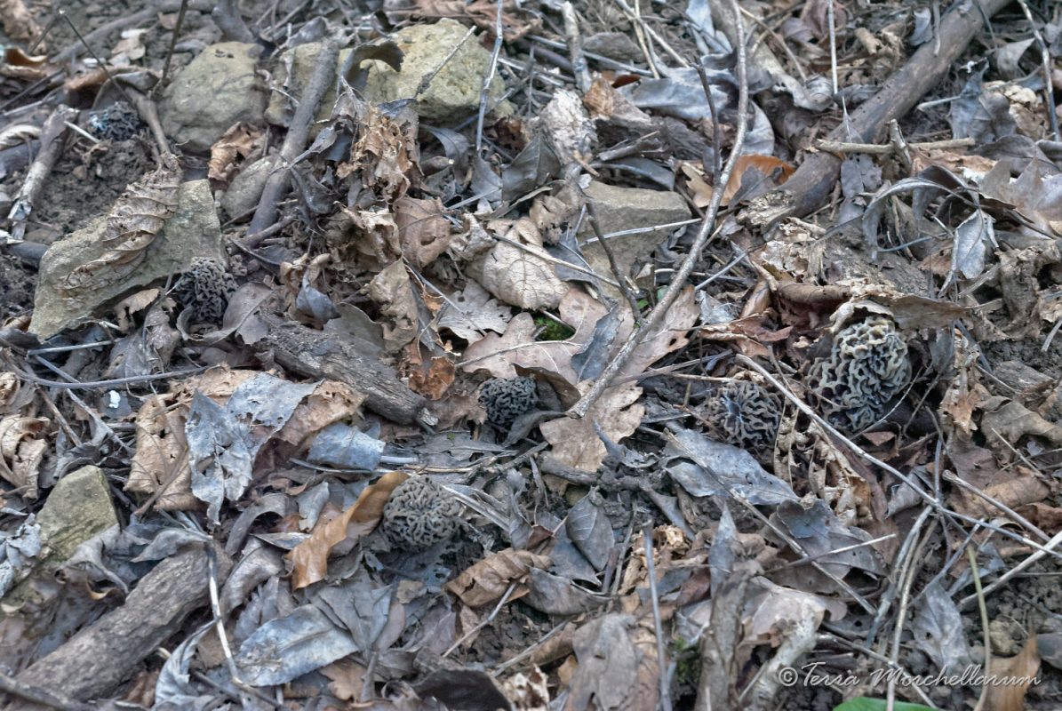 Morilles 2019, enfin une saison extraordinaire ? - Terra Morchellarum