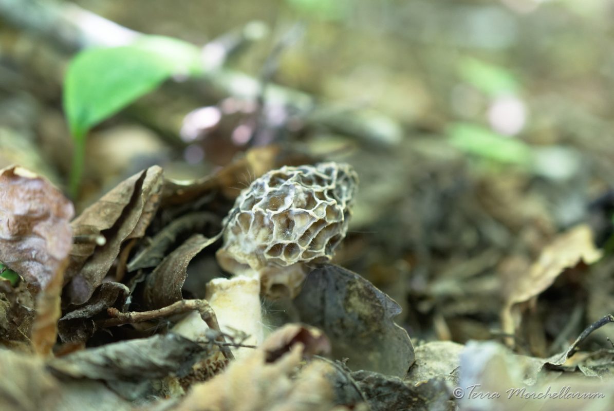 Morilles 2019, enfin une saison extraordinaire ? - Terra Morchellarum
