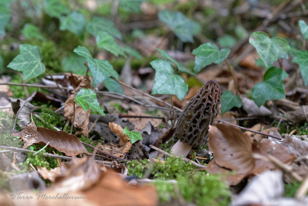 Morilles 2019, enfin une saison extraordinaire ? - Terra Morchellarum