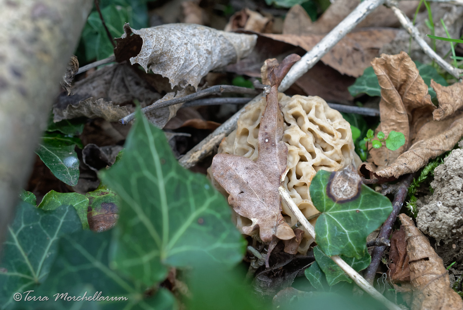 Morilles 2019, enfin une saison extraordinaire ? - Terra Morchellarum