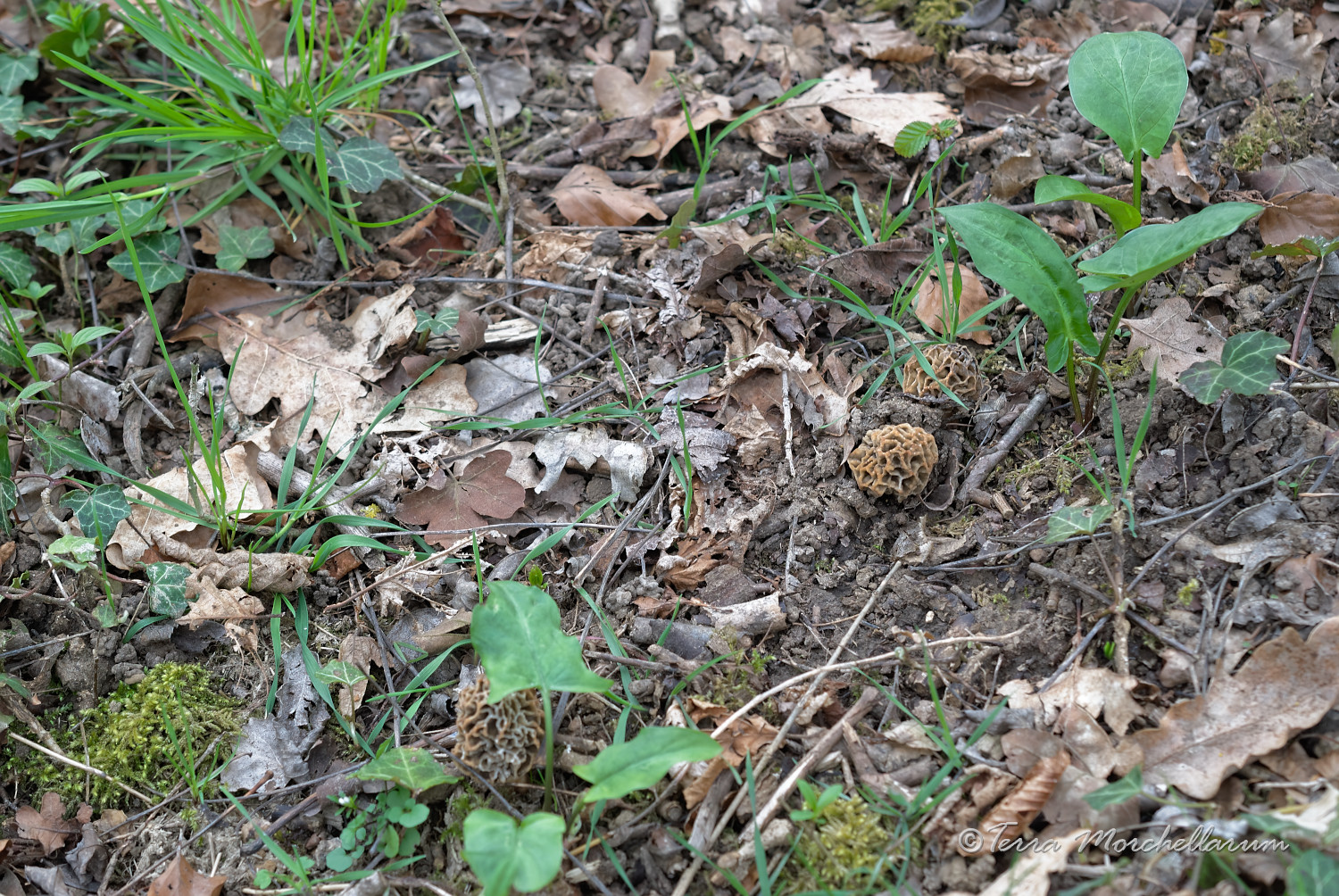 Morilles 2019, enfin une saison extraordinaire ? - Terra Morchellarum