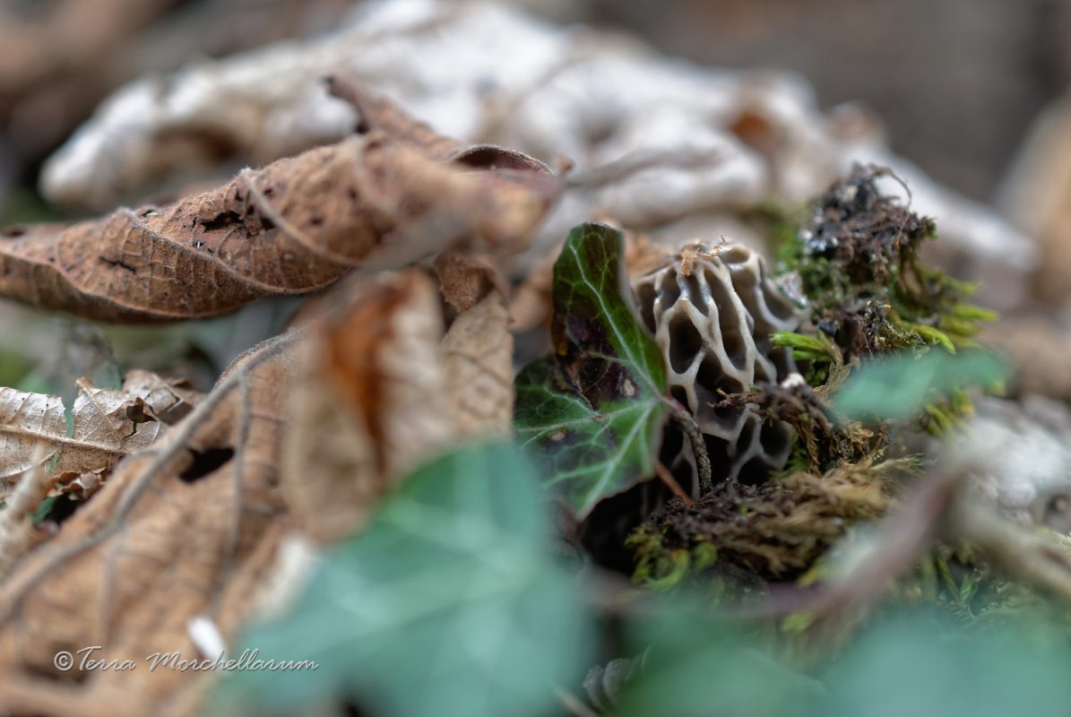 Morilles 2019, enfin une saison extraordinaire ? - Terra Morchellarum