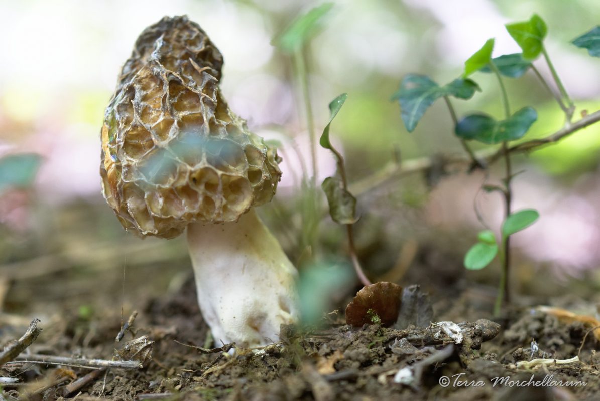Morilles 2019, enfin une saison extraordinaire ? - Terra Morchellarum