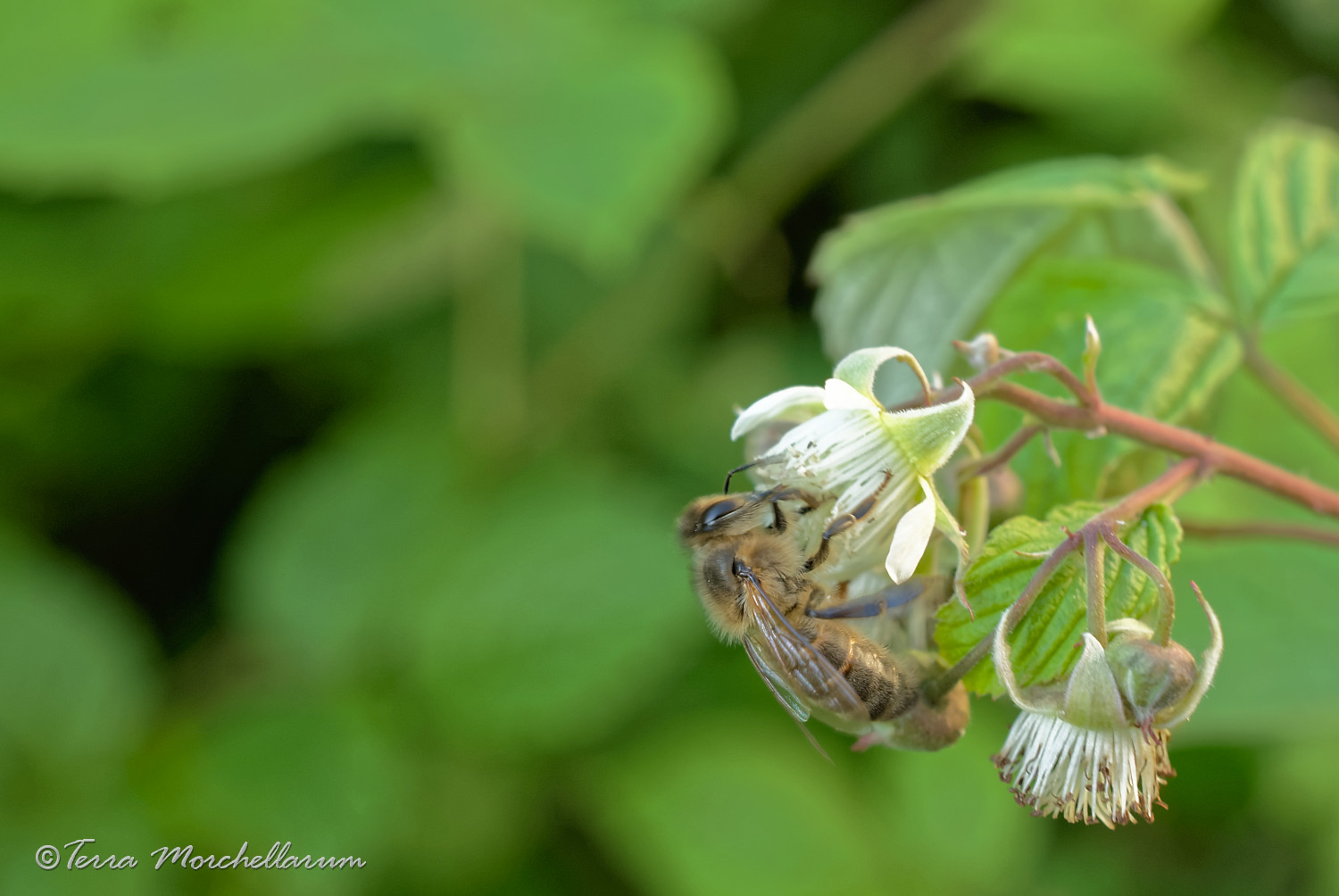 Calendrier 2019 des stages d'apiculture naturelle - Terra Morchellarum