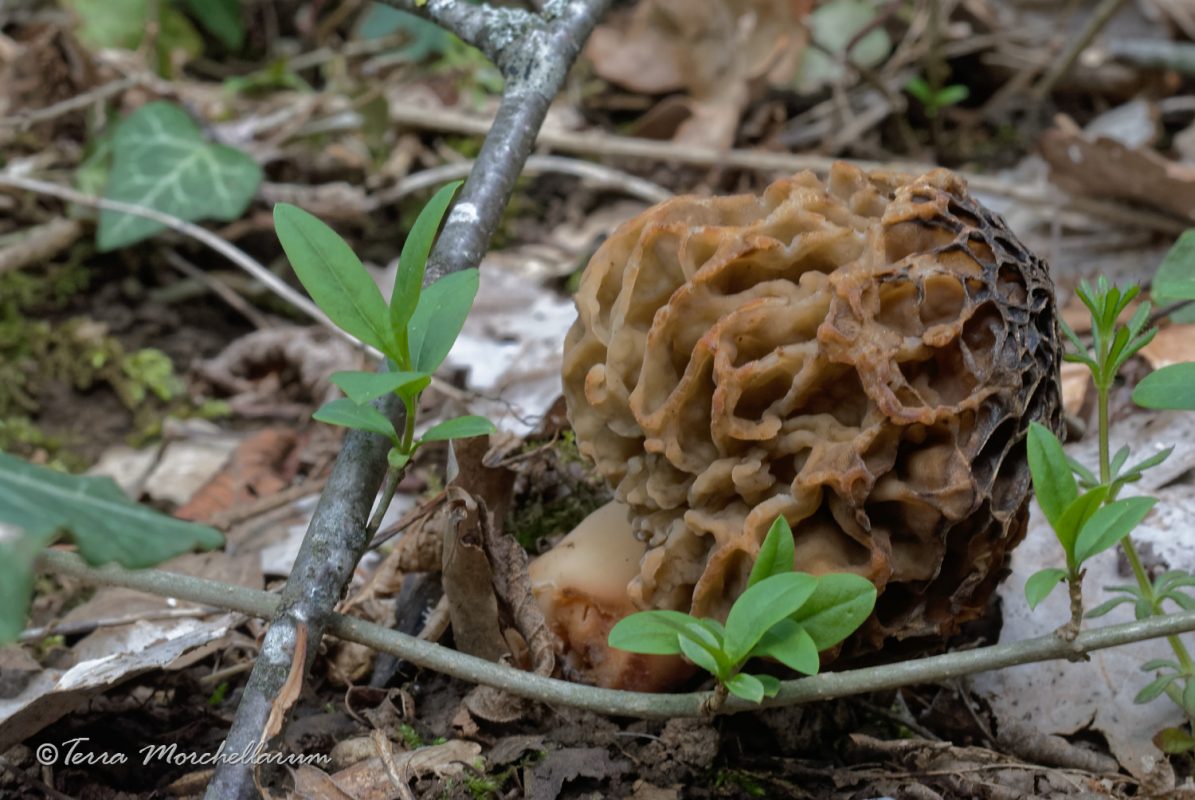 Terra Morchellarum - "Terre de morilles..." ou les pérégrinations d'un ...